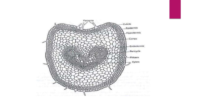 Pteris : features, anatomy, morphology and lifecycle | PPTX | Gardening ...