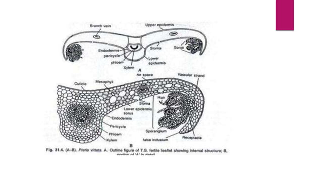 Pteris : features, anatomy, morphology and lifecycle | PPTX | Gardening ...