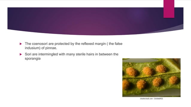 Pteris : features, anatomy, morphology and lifecycle | PPTX | Gardening ...