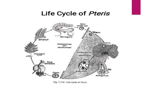 Pteris : features, anatomy, morphology and lifecycle | PPTX | Gardening ...