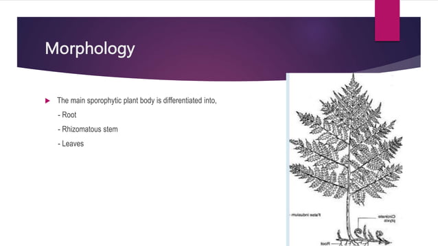 Pteris : features, anatomy, morphology and lifecycle | PPTX | Gardening ...