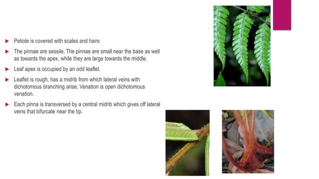 Pteris : features, anatomy, morphology and lifecycle | PPTX | Gardening ...