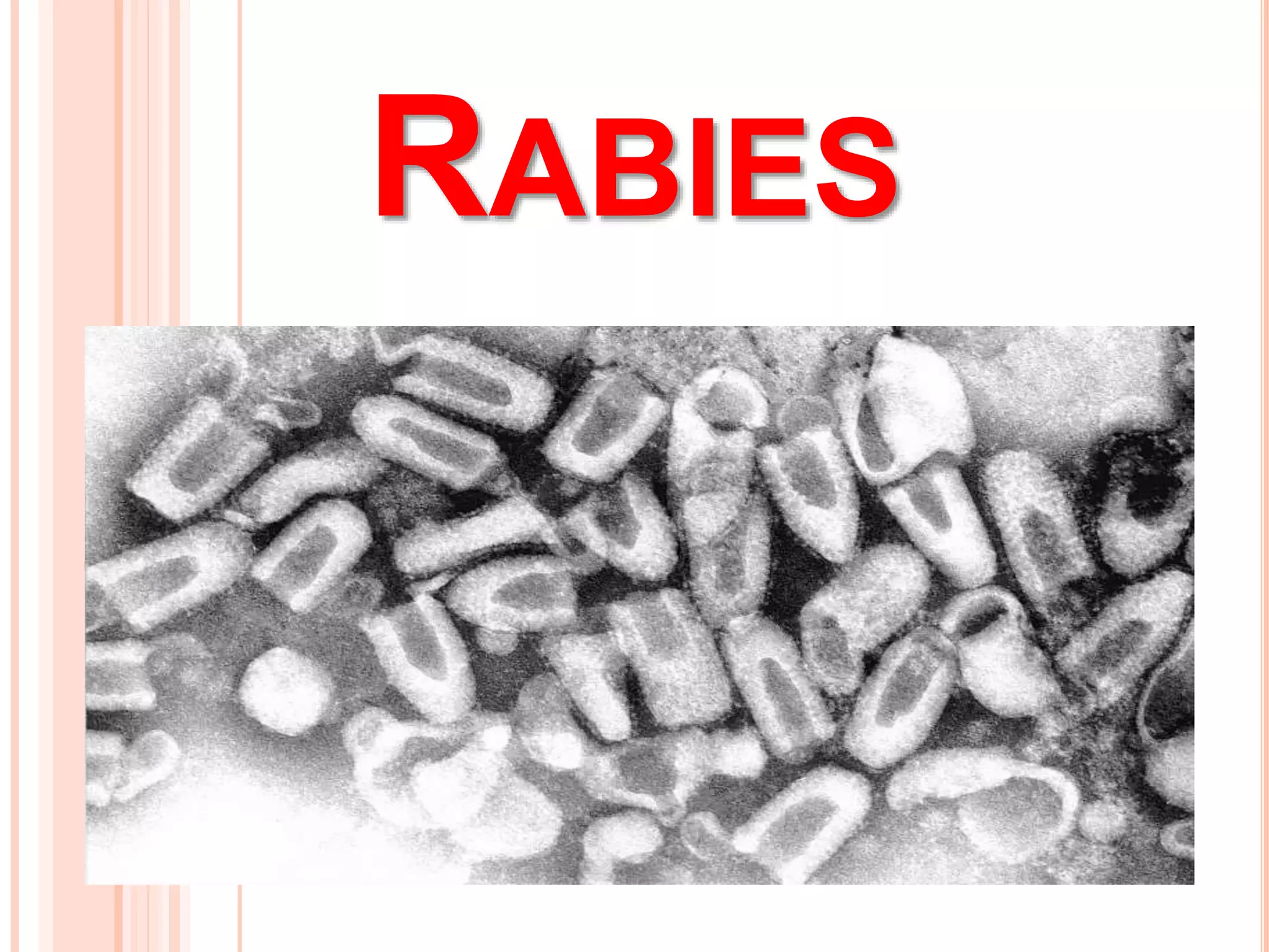 rabies | PPTX