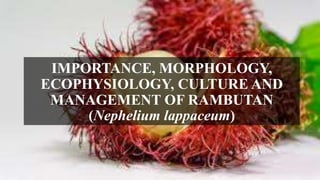 Rambutan | PPTX