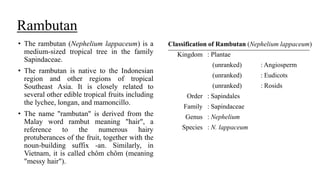 Rambutan | PPTX