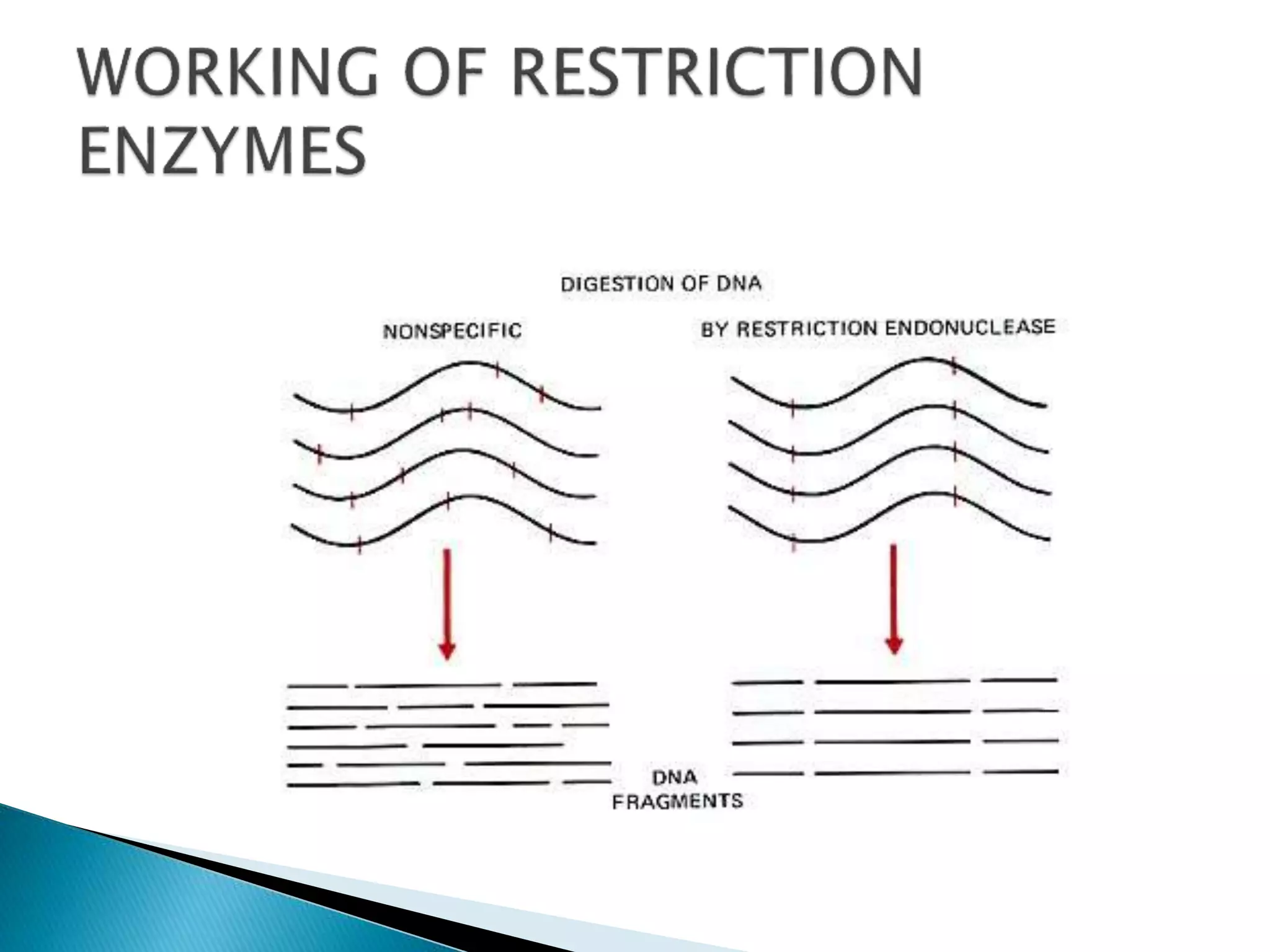 presentation_restriction__enzymes_1479229518_241098.pptx