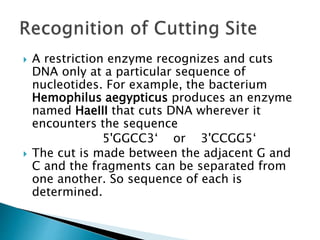 presentation_restriction__enzymes_1479229518_241098.pptx