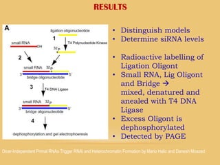 Dicer-Independent Primal RNAs Trigger RNAi and Heterochromatin ...