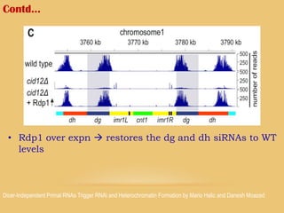 Dicer-Independent Primal RNAs Trigger RNAi and Heterochromatin ...