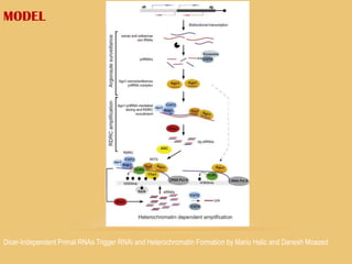 Dicer-Independent Primal RNAs Trigger RNAi and Heterochromatin ...