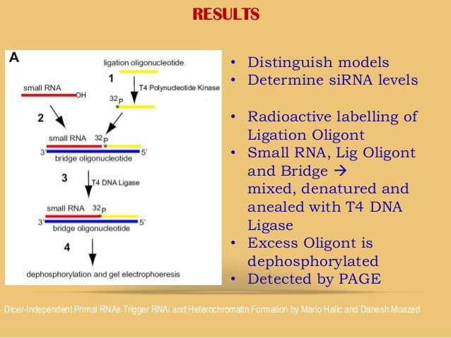 Dicer-Independent Primal RNAs Trigger RNAi and Heterochromatin Format…