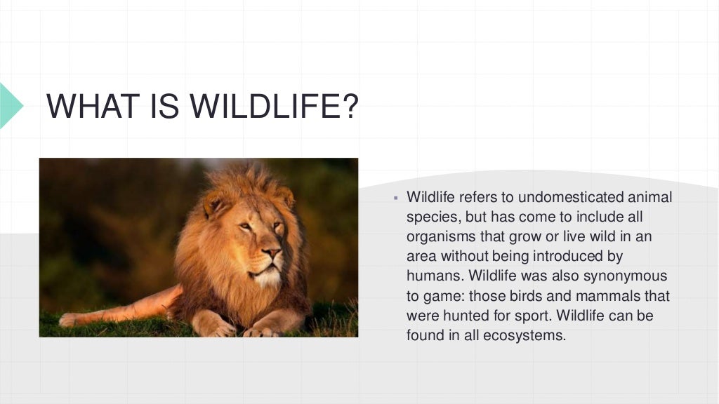 Class 8 Natural Vegetation & Wildlife S.S.pptx