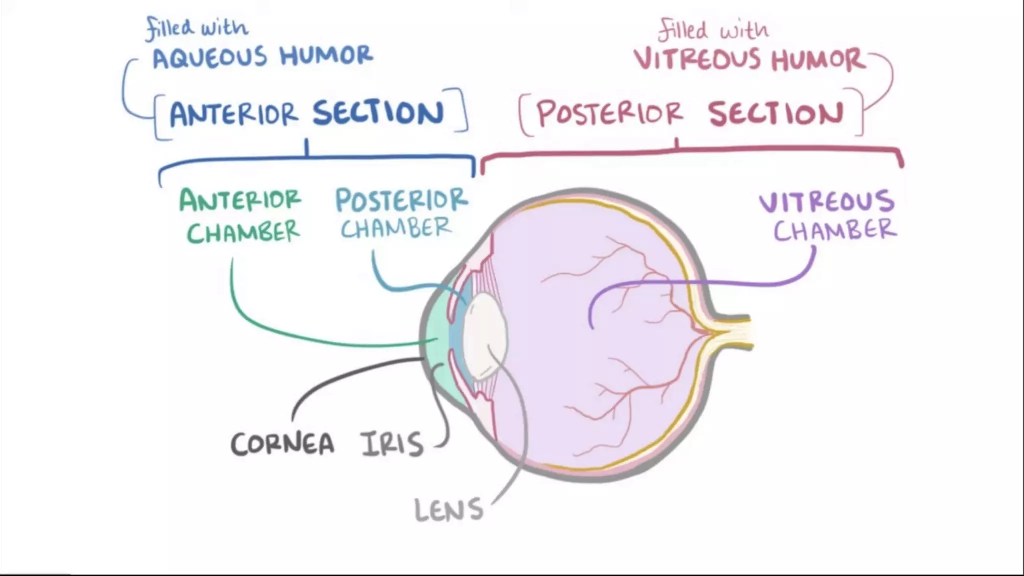Autonomic innervation of the eyes and strategies used to treat Glaucoma ...