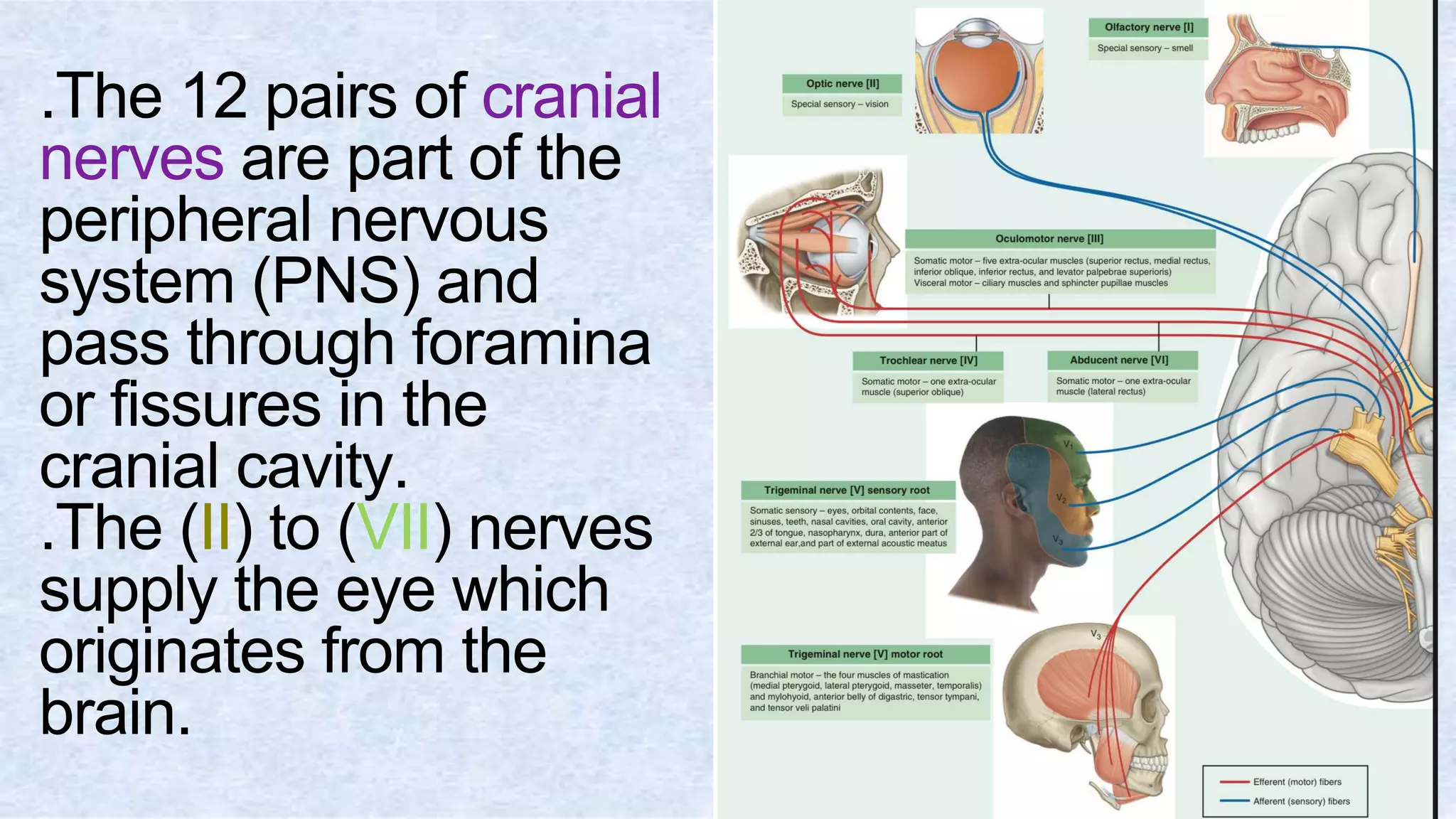 Autonomic innervation of the eyes and strategies used to treat Glaucoma ...