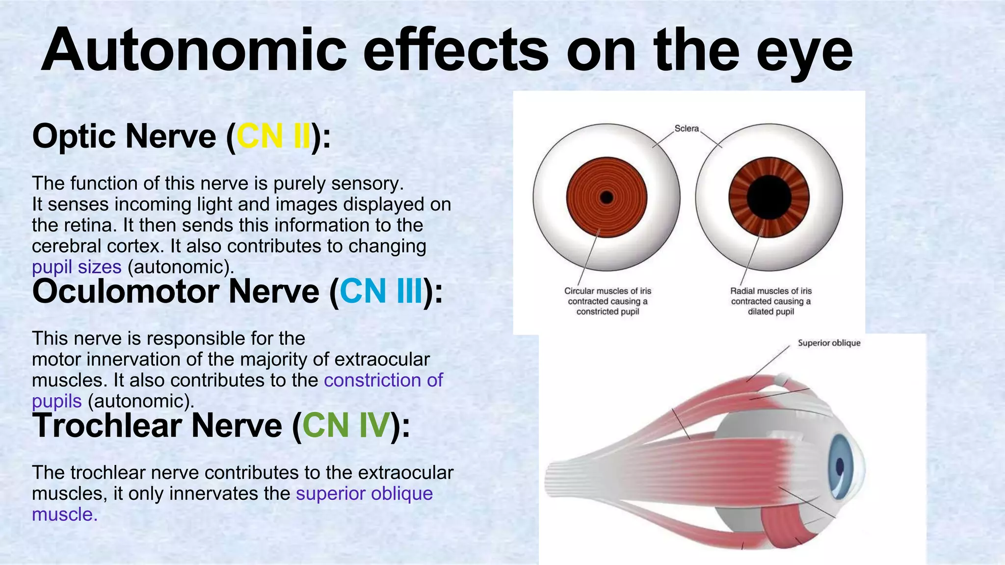 Autonomic innervation of the eyes and strategies used to treat Glaucoma ...