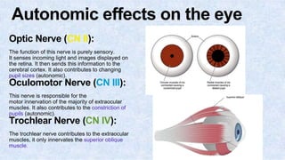 Autonomic innervation of the eyes and strategies used to treat Glaucoma ...