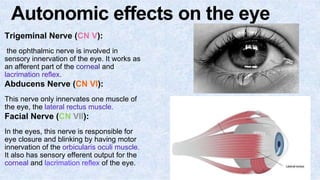 Autonomic innervation of the eyes and strategies used to treat Glaucoma ...