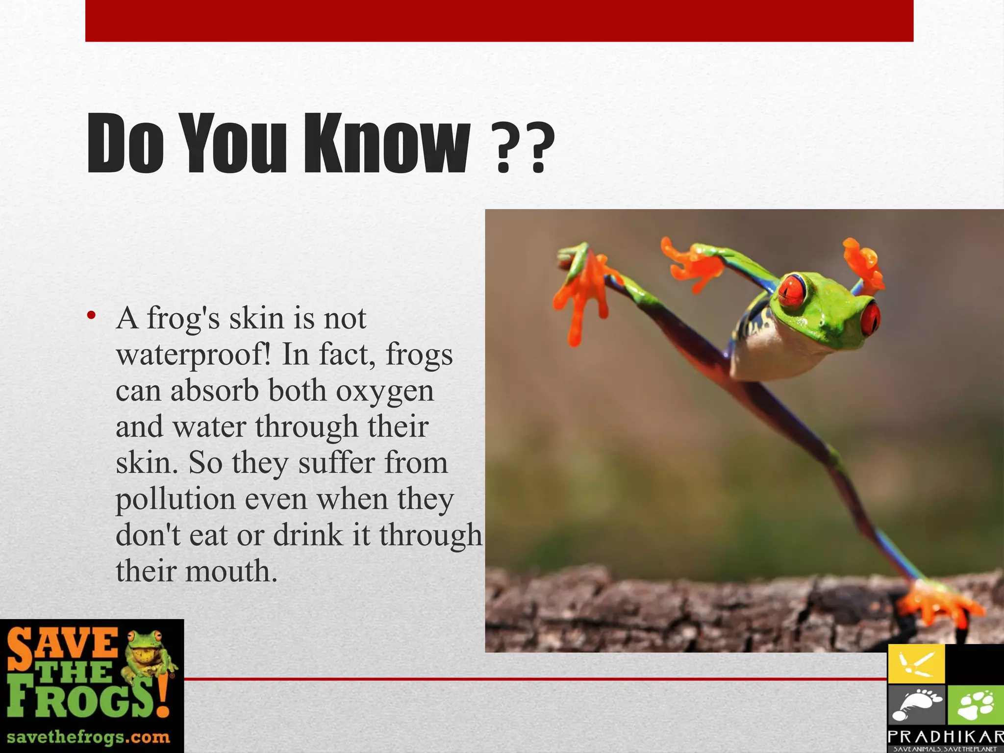 Presentation on save the frogs | PPT