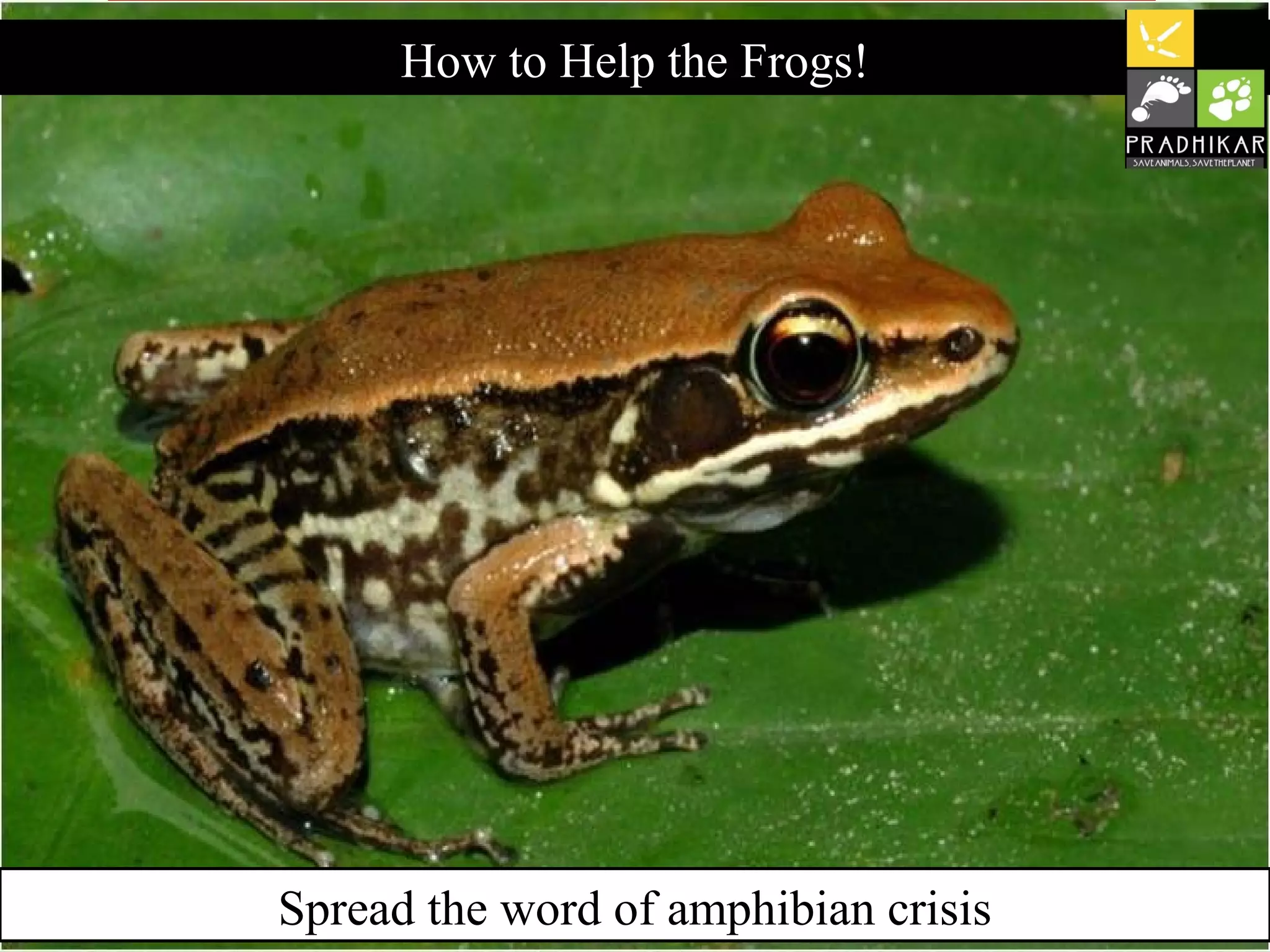 Presentation on save the frogs | PPT