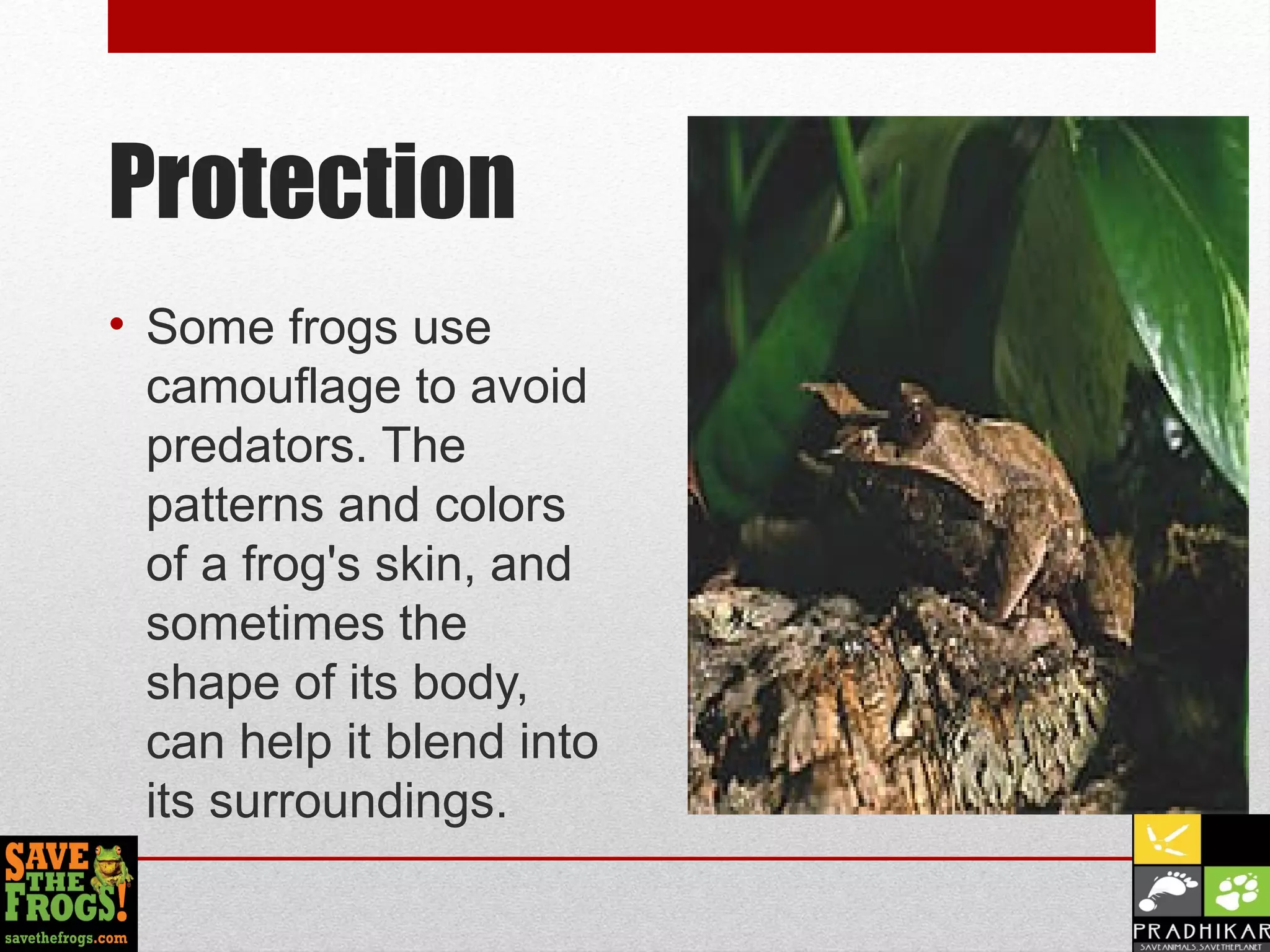 Presentation on save the frogs | PPT