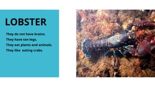 Presentation Sea animals in the ocean (1).pptx