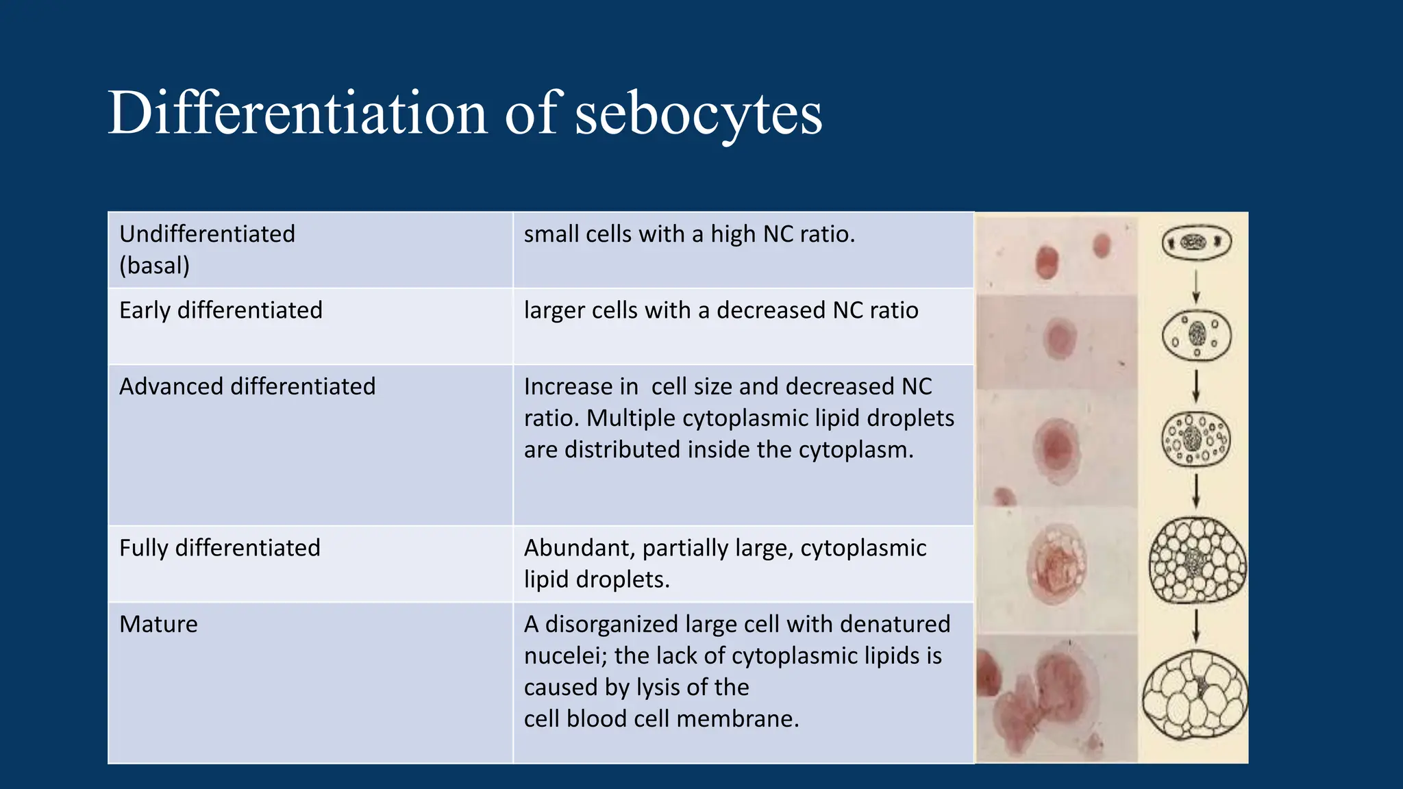 Anatomy and physiology of sebaceous glands.pptx