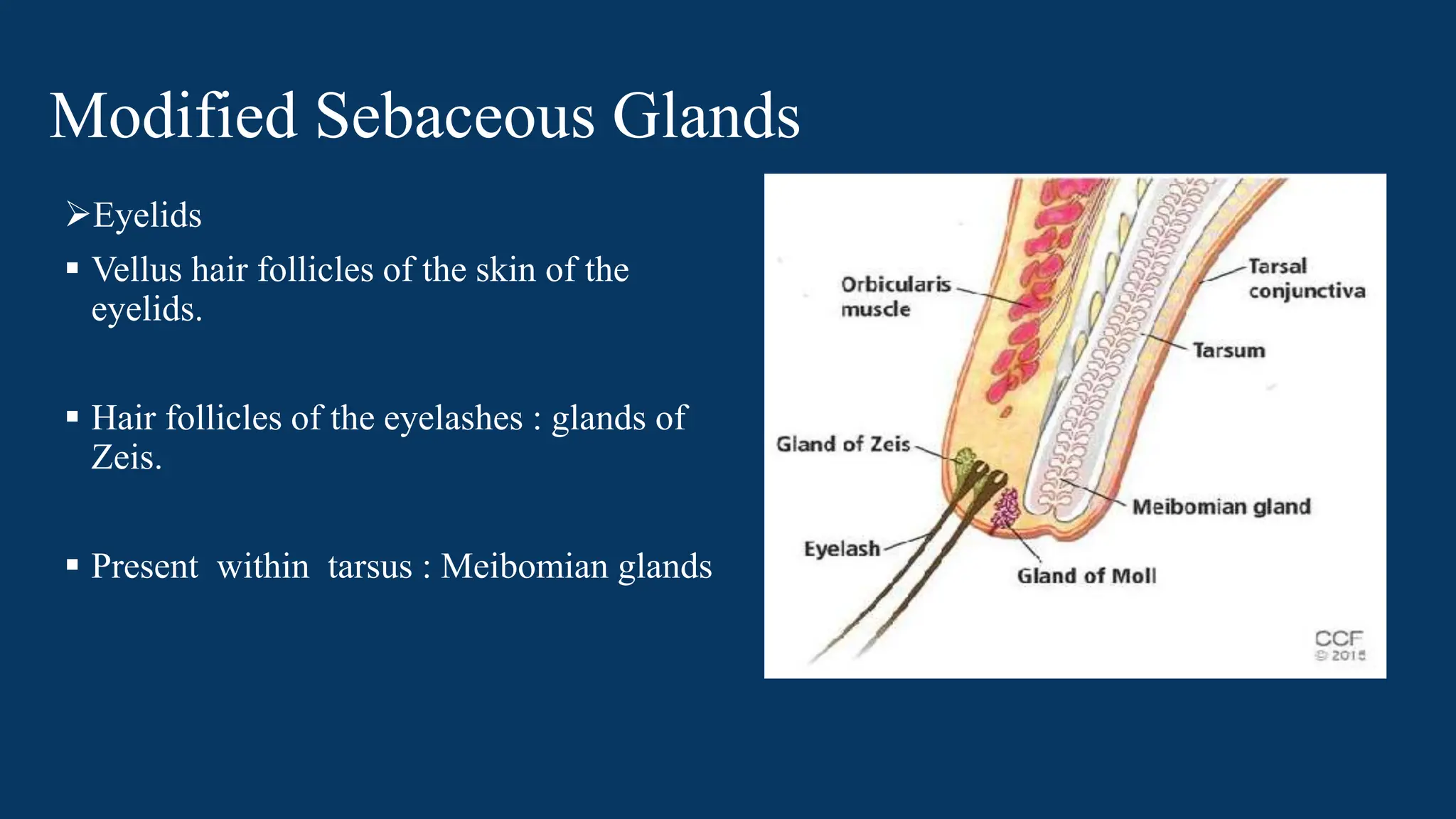 Anatomy and physiology of sebaceous glands.pptx
