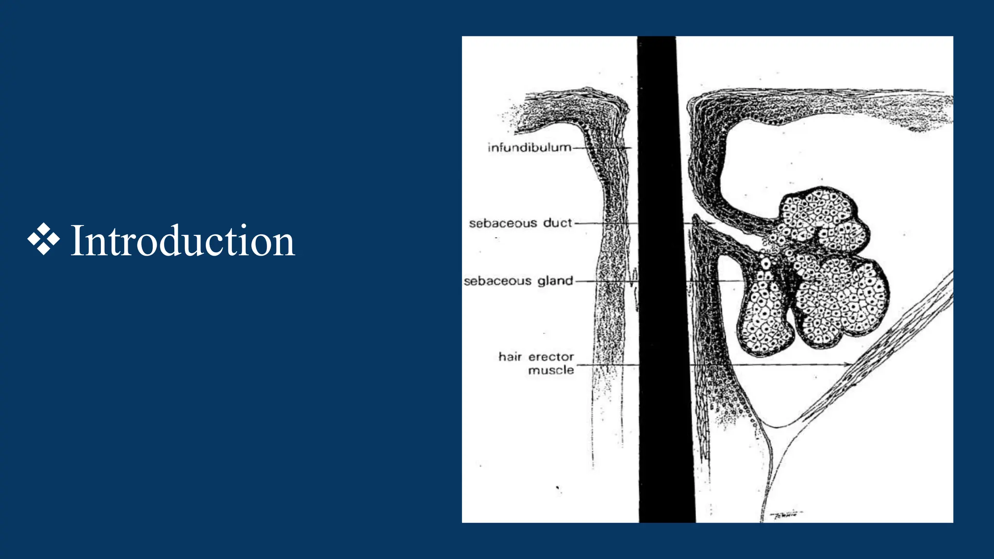Anatomy and physiology of sebaceous glands.pptx