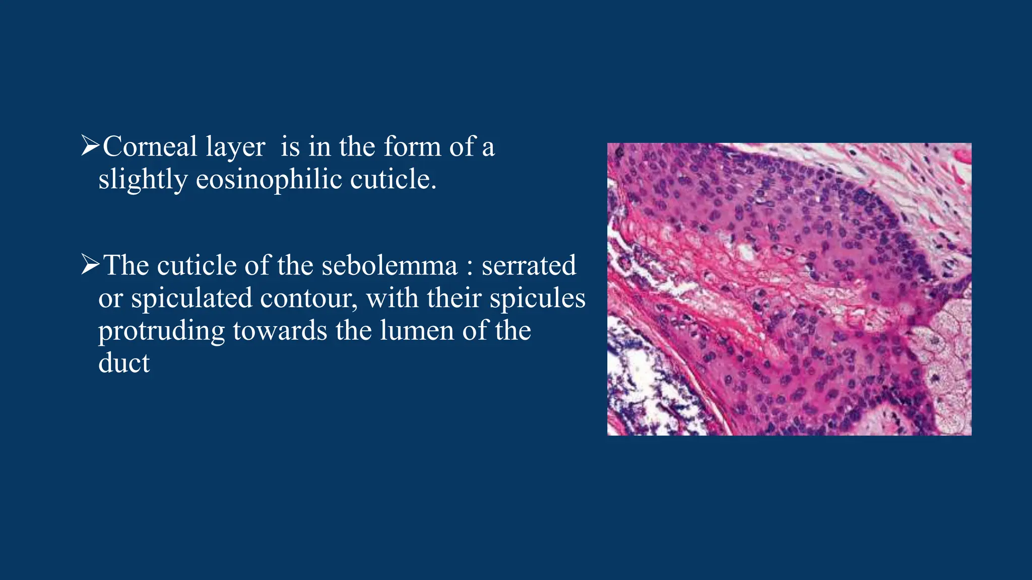 Anatomy and physiology of sebaceous glands.pptx