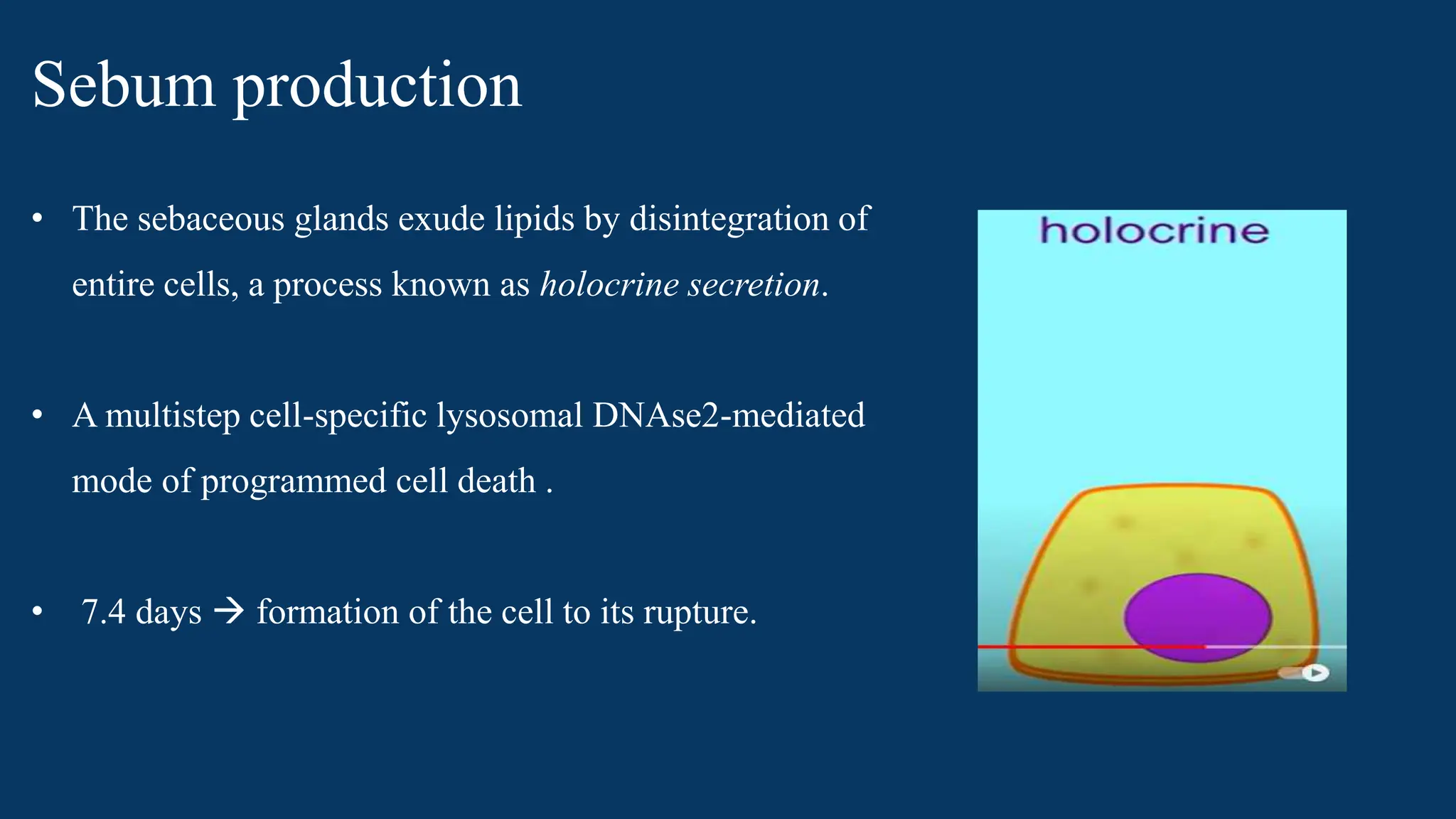 Anatomy and physiology of sebaceous glands.pptx