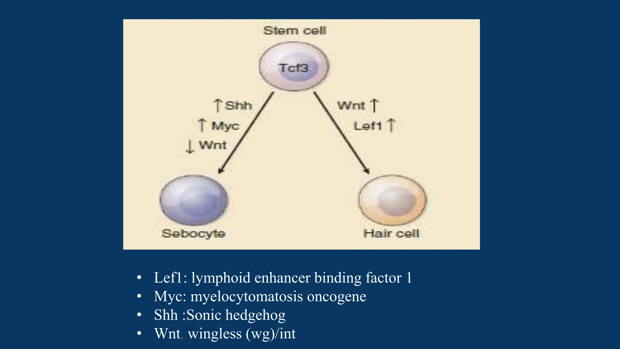 Anatomy and physiology of sebaceous glands.pptx