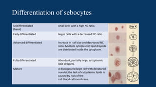 Anatomy and physiology of sebaceous glands.pptx