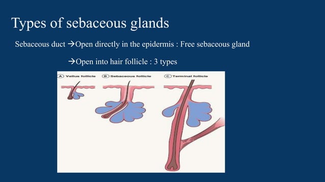 Anatomy and physiology of sebaceous glands.pptx | Genetics | Science