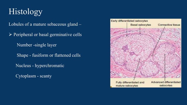 Anatomy and physiology of sebaceous glands.pptx | Genetics | Science