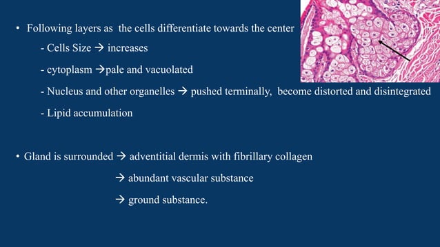 Anatomy and physiology of sebaceous glands.pptx | Genetics | Science