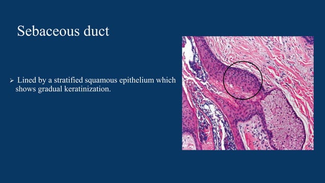 Anatomy and physiology of sebaceous glands.pptx | Genetics | Science