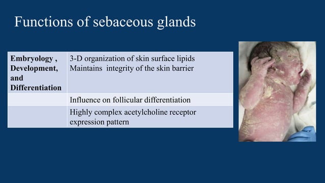 Anatomy and physiology of sebaceous glands.pptx | Genetics | Science
