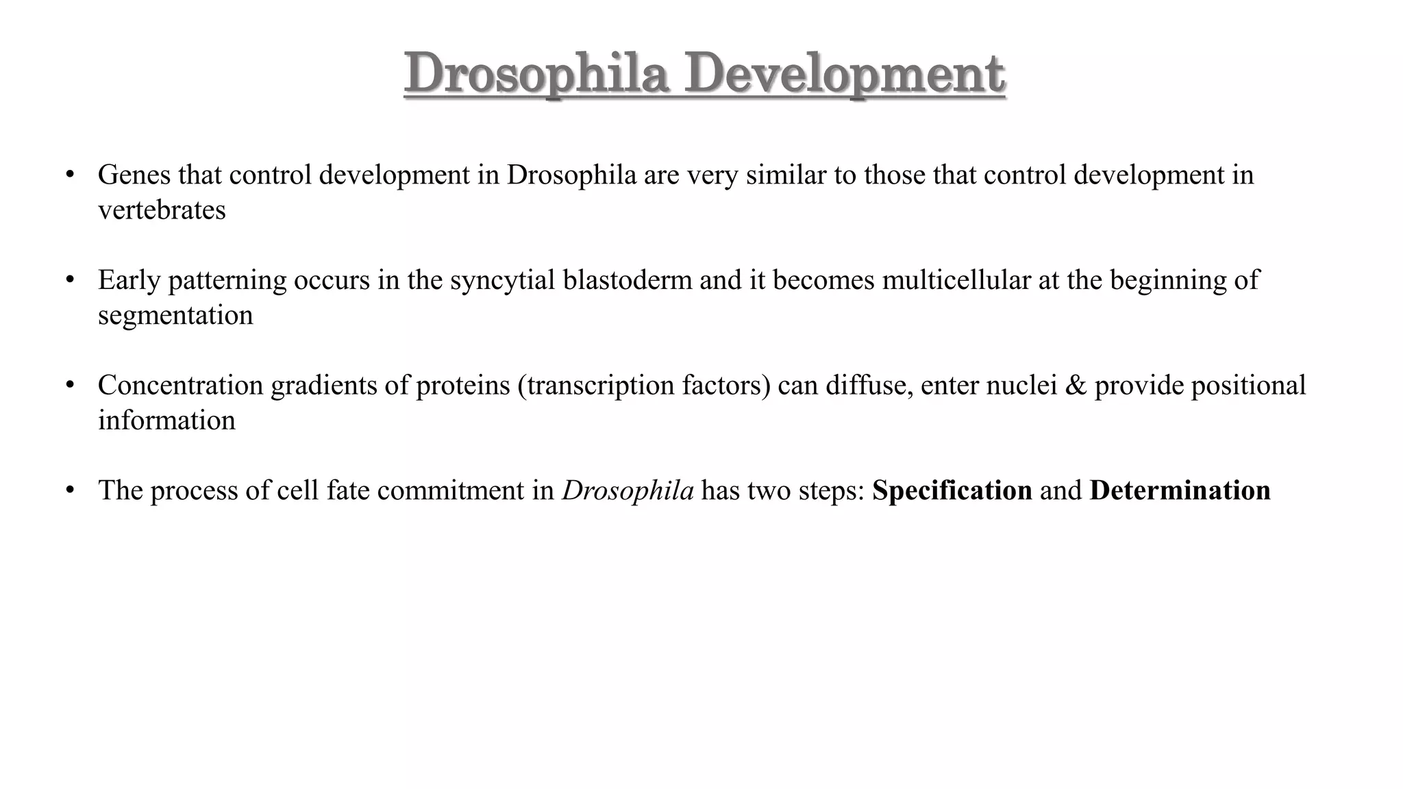 Segmentation in Drosophila melanogaster | PPTX