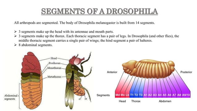 Segmentation in Drosophila melanogaster | PPT