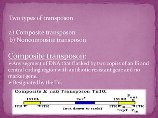 TRANSPOSABLE ELEMENTS | PPTX
