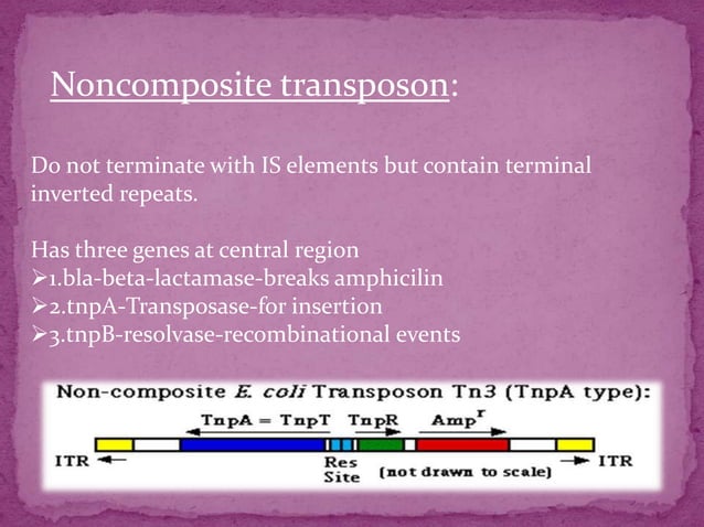 TRANSPOSABLE ELEMENTS | PPTX