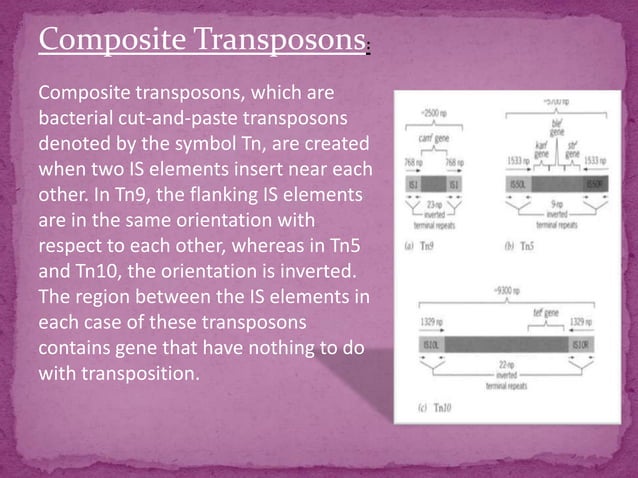 TRANSPOSABLE ELEMENTS | PPTX