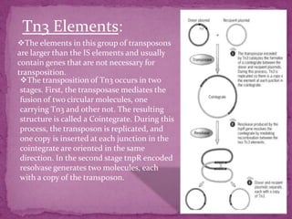 TRANSPOSABLE ELEMENTS | PPTX