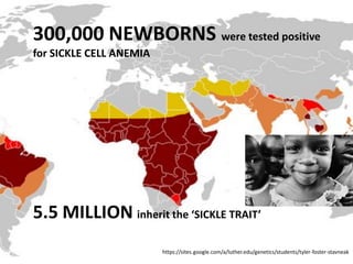 Presentation sickle cell anemia diagnostic for rural africa | PDF