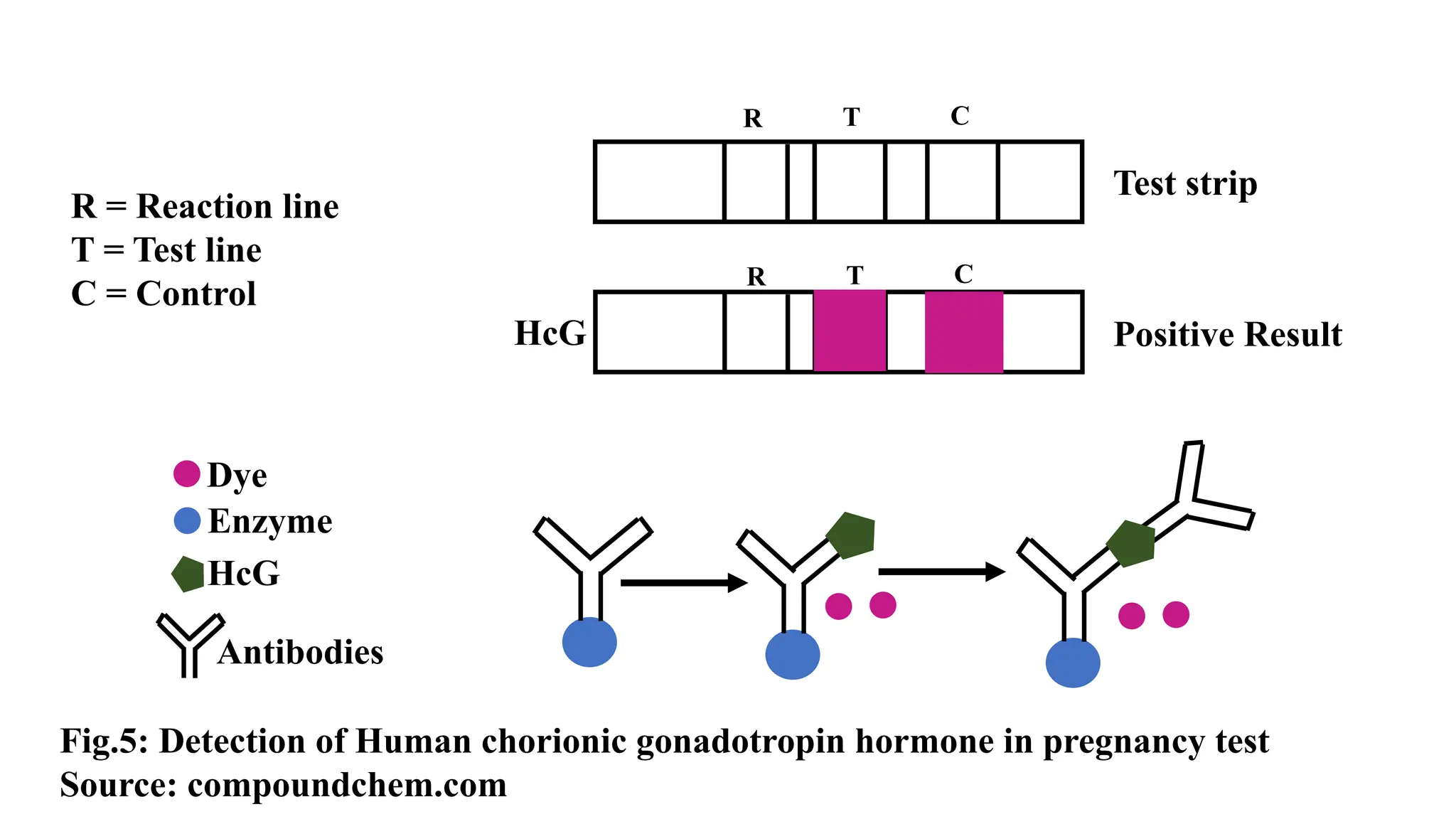 BIOSENSORS IN CLINICAL DIAGNOSIS by Elizabeth Chikelu | PPTX