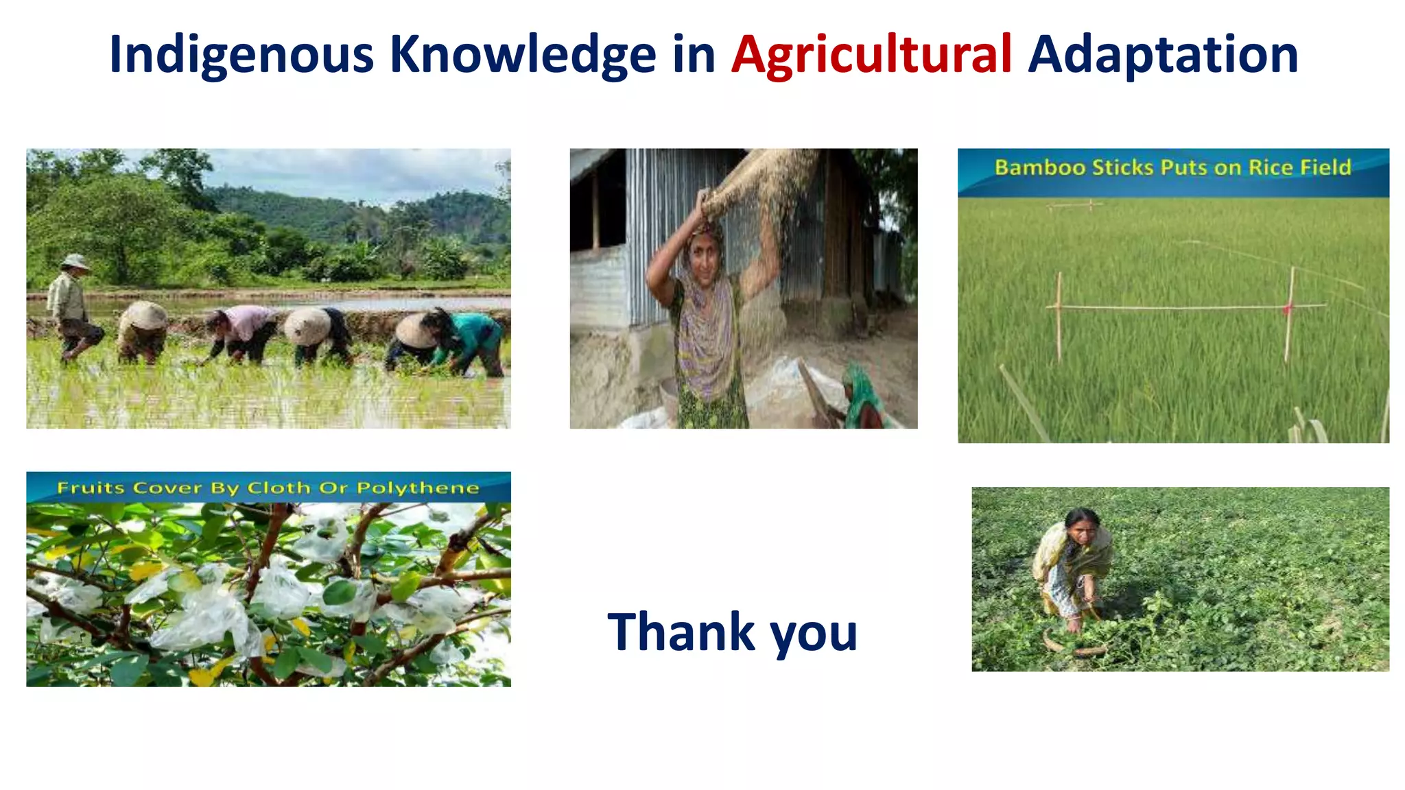 Presentation slide of indigenous knowledge in agricultural adaptation ...