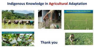 Presentation slide of indigenous knowledge in agricultural adaptation | PPT