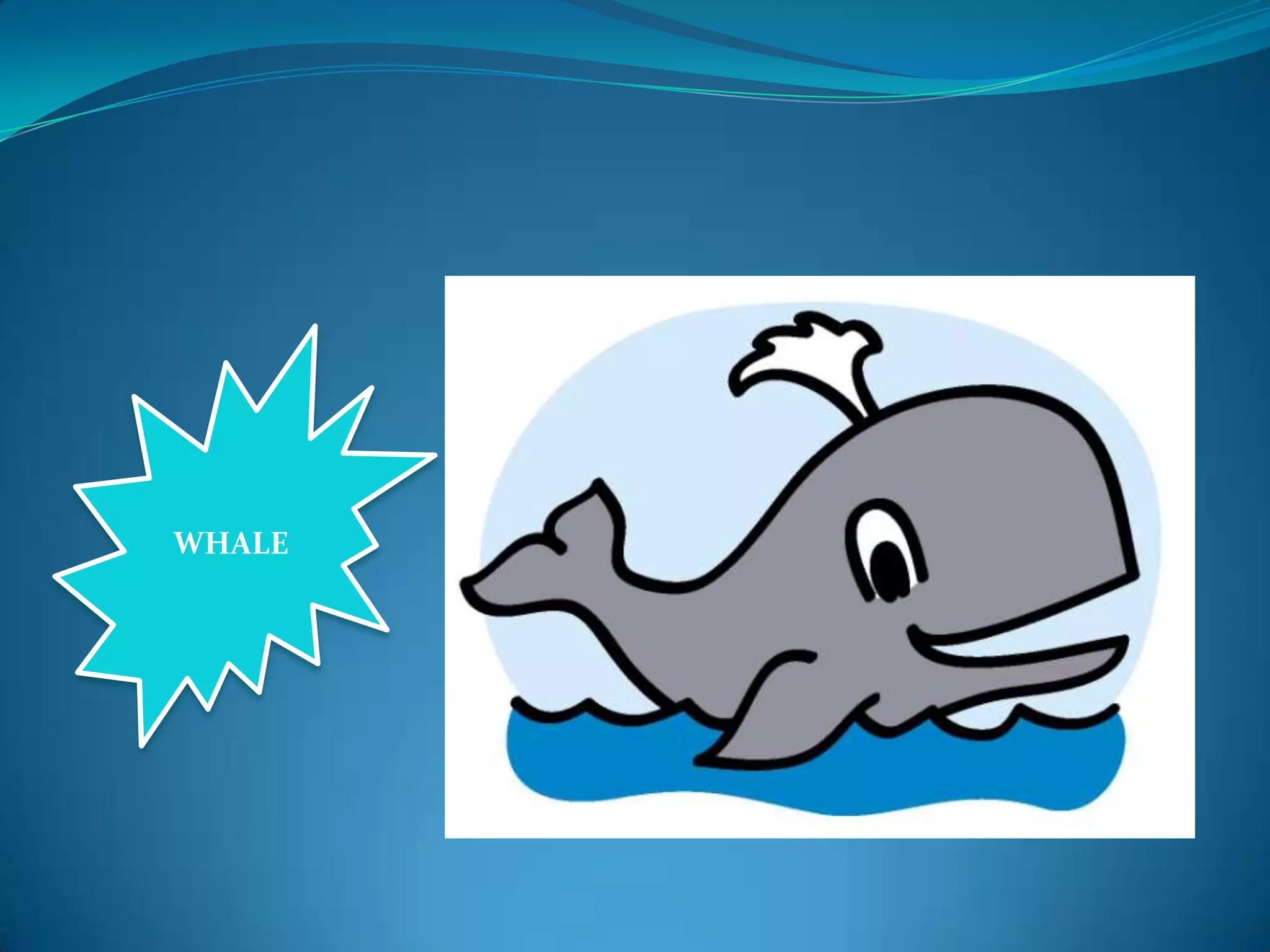 Aquatic animals | PPTX
