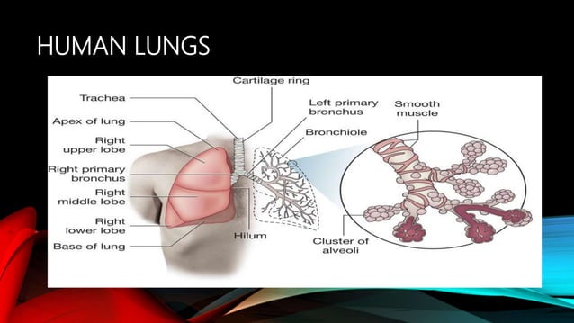 Presentation slide share | PPT