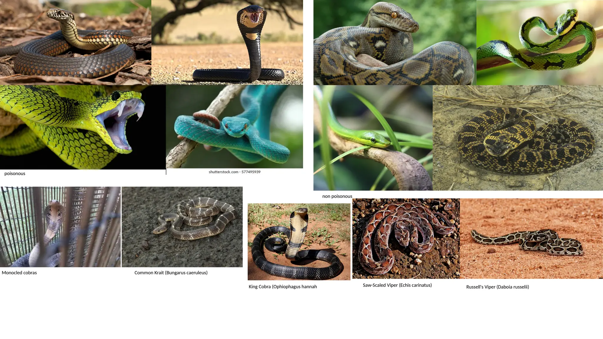 Presentation snakes.pptx Assignment on snakes | PPTX
